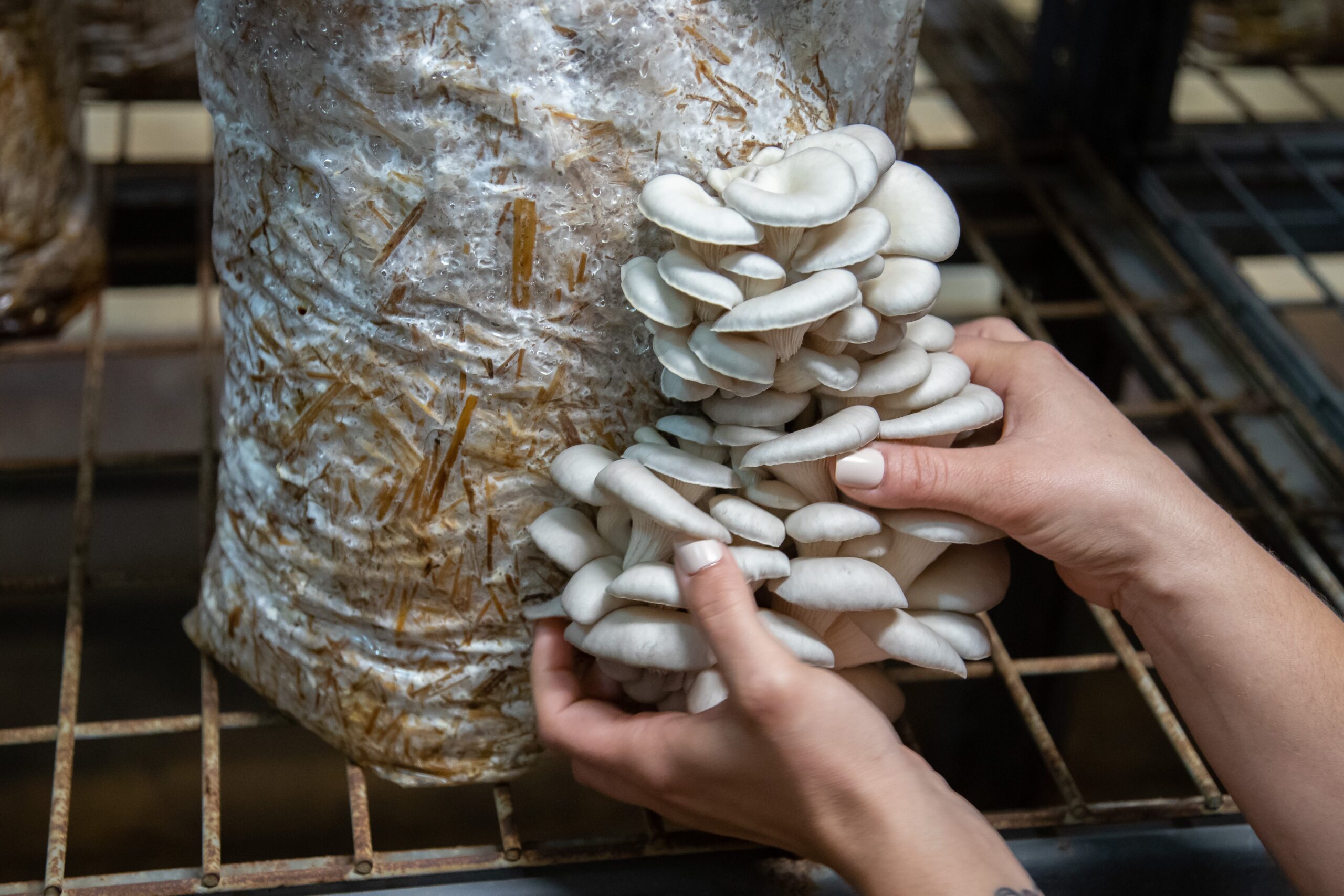 Mushrooms Gain Momentum: UK Production Facility to be First of Its Kind ...